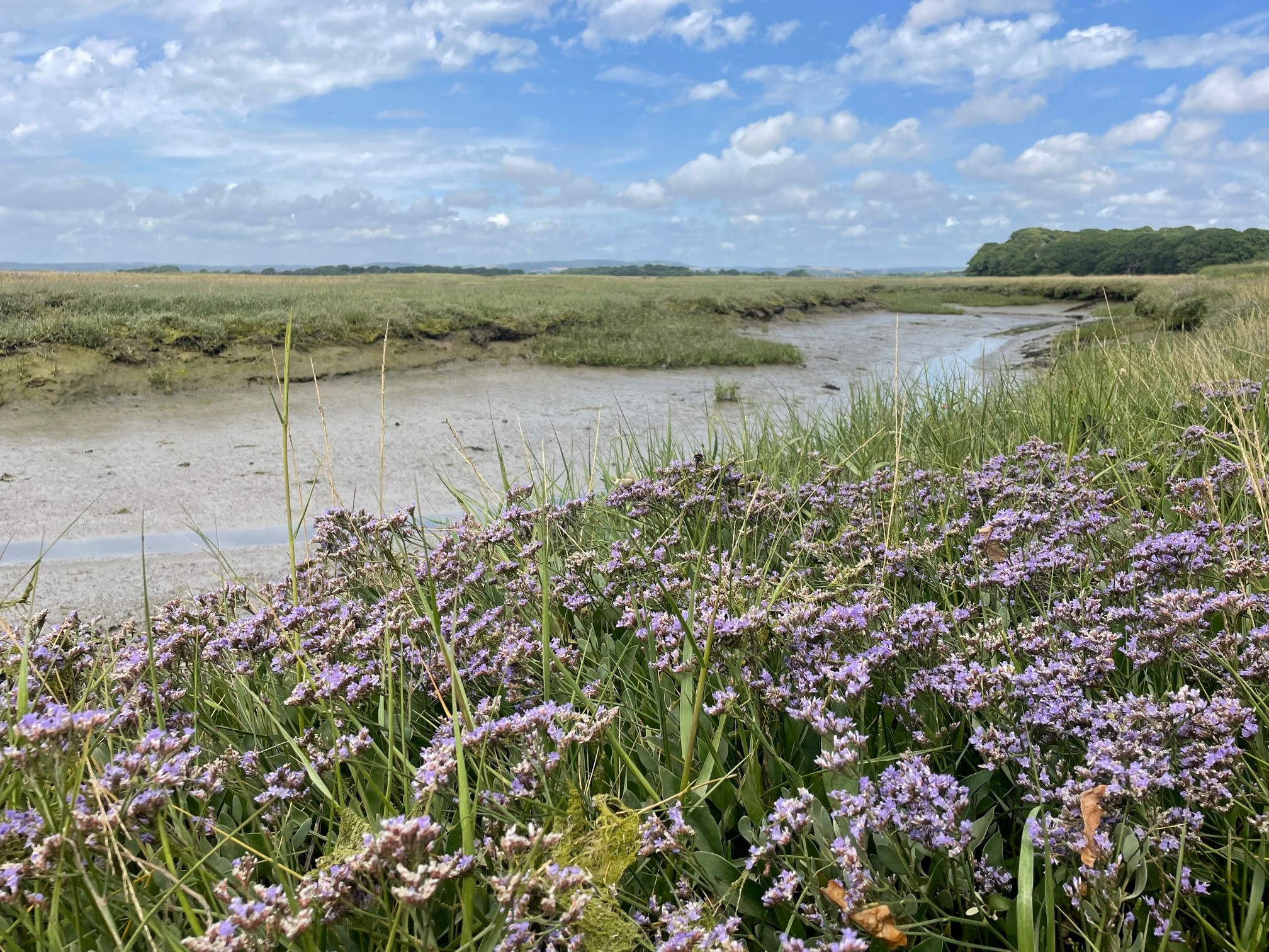 Saltmarsh - Chichester Harbour Conservancy