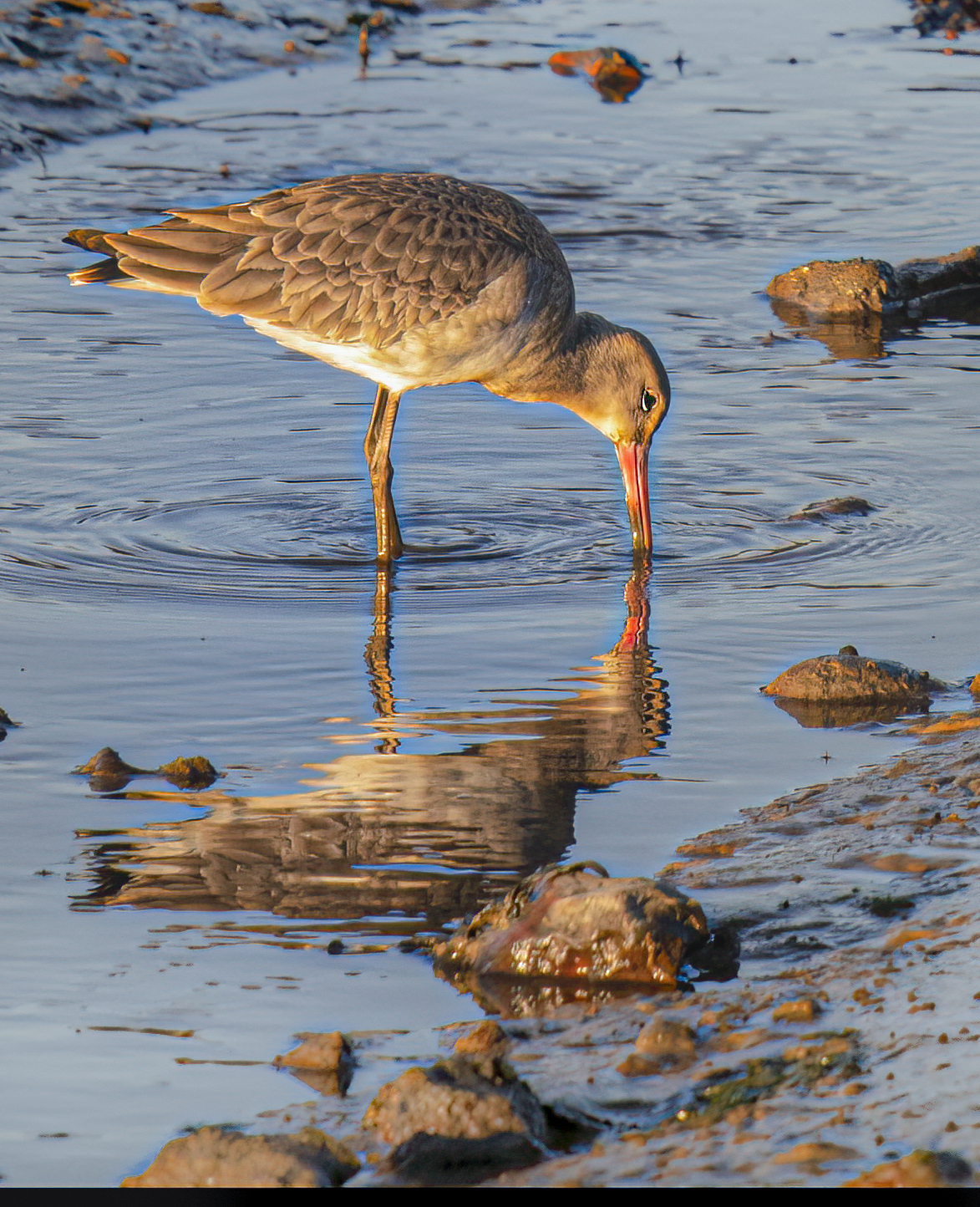 Coastal Birds - Chichester Harbour Conservancy