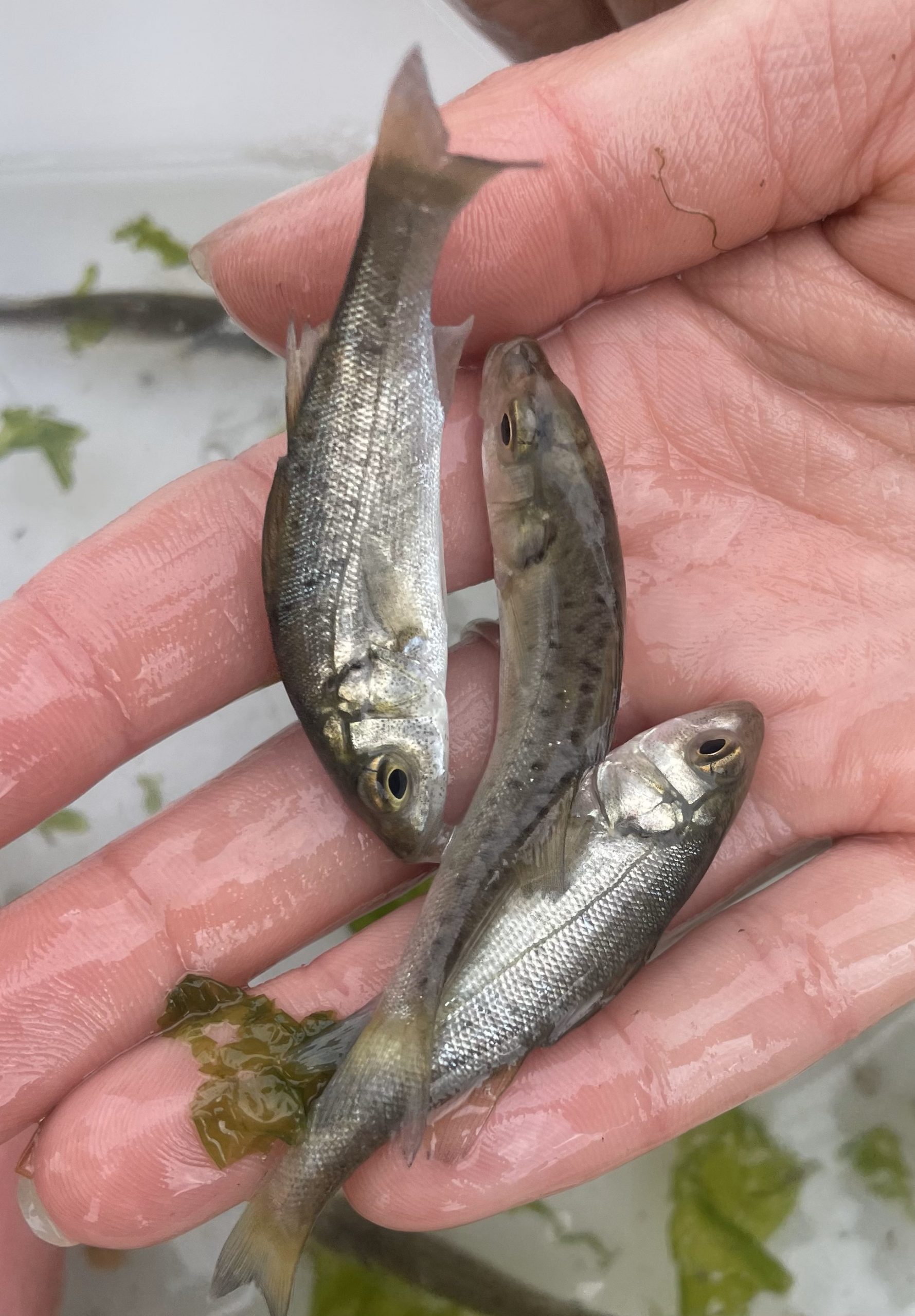 Surveying Small Fish - Chichester Harbour Conservancy