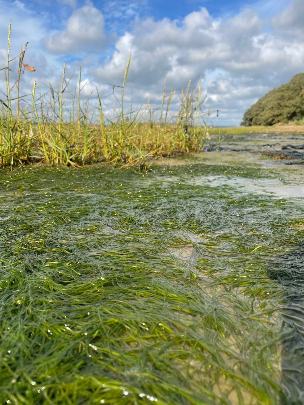 Save Our Seagrass - Be a Seagrass Superhero! - Chichester Harbour ...