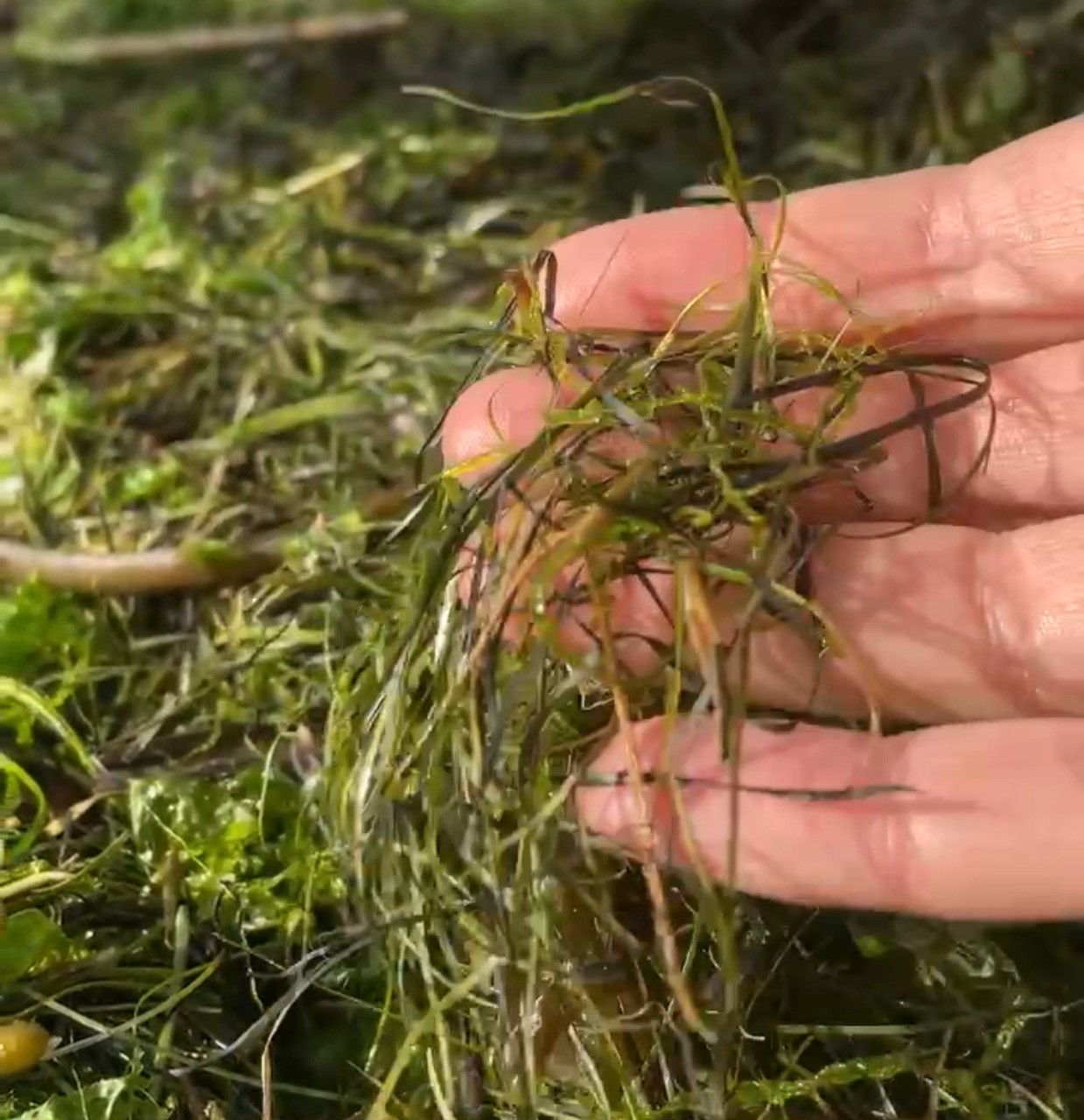 Save Our Seagrass - Be a Seagrass Superhero! - Chichester Harbour ...