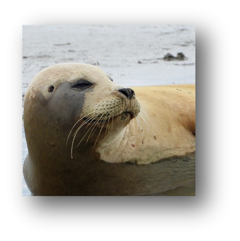 The Secret Life of Seals... - Chichester Harbour Conservancy