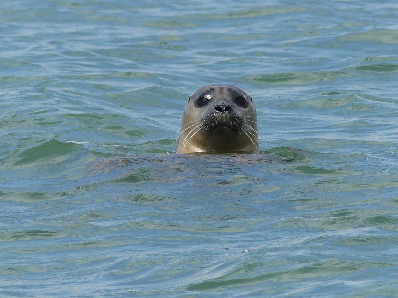 The Secret Life of Seals... - Chichester Harbour Conservancy